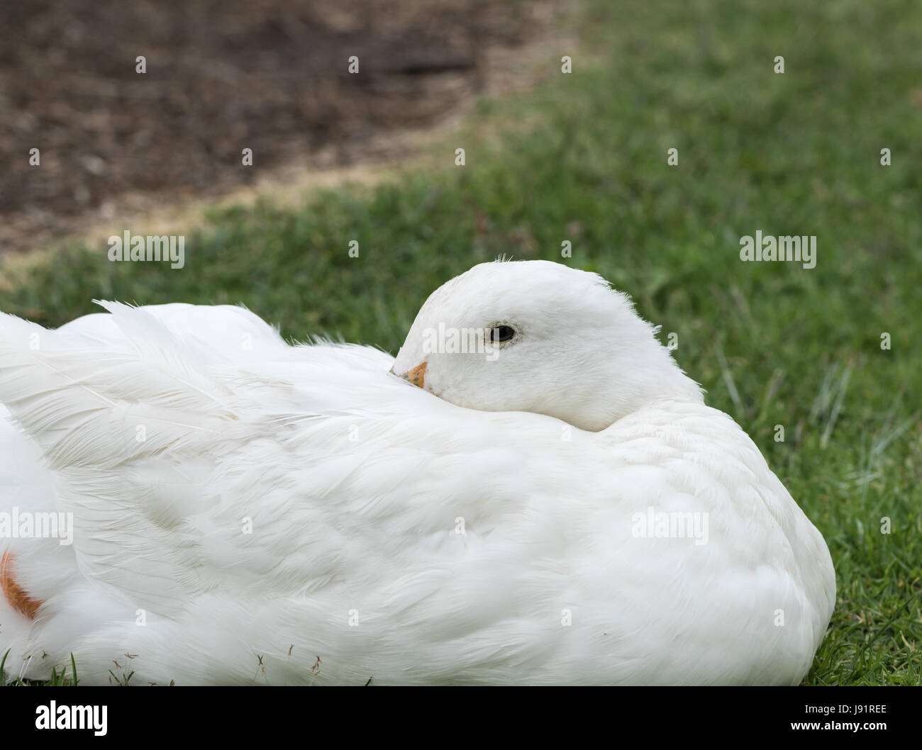 Duck cute hi-res stock photography and images - Alamy
