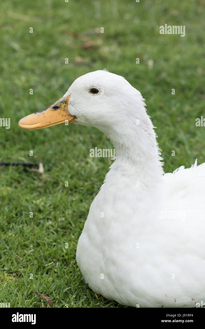 White ducky hi-res stock photography and images - Alamy