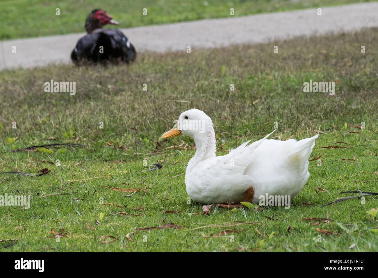 White ducky hi-res stock photography and images - Alamy