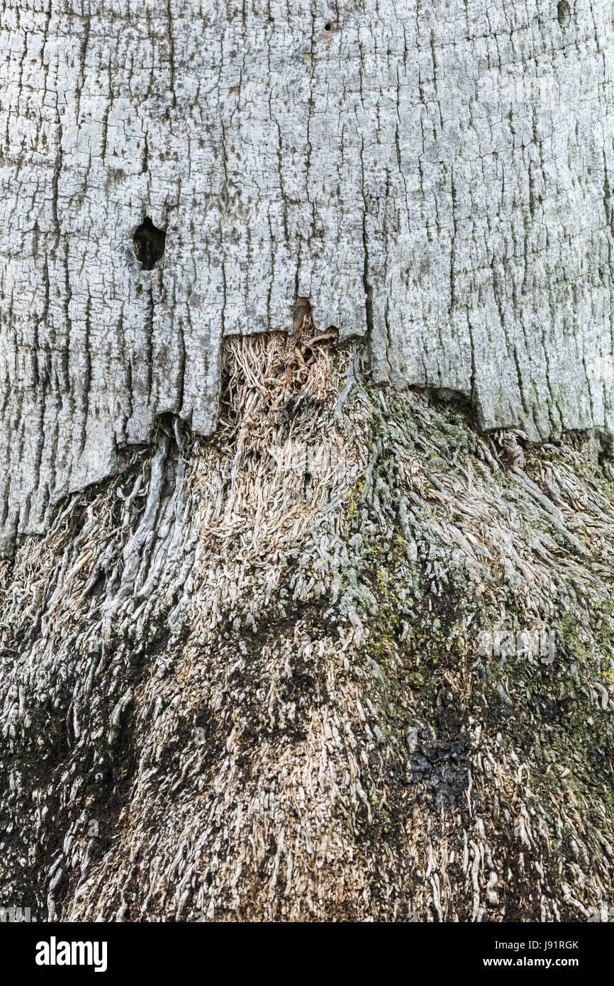 Tree textures hi-res stock photography and images - Alamy