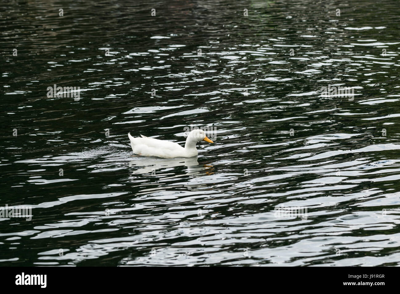 White duck lake hi-res stock photography and images - Alamy