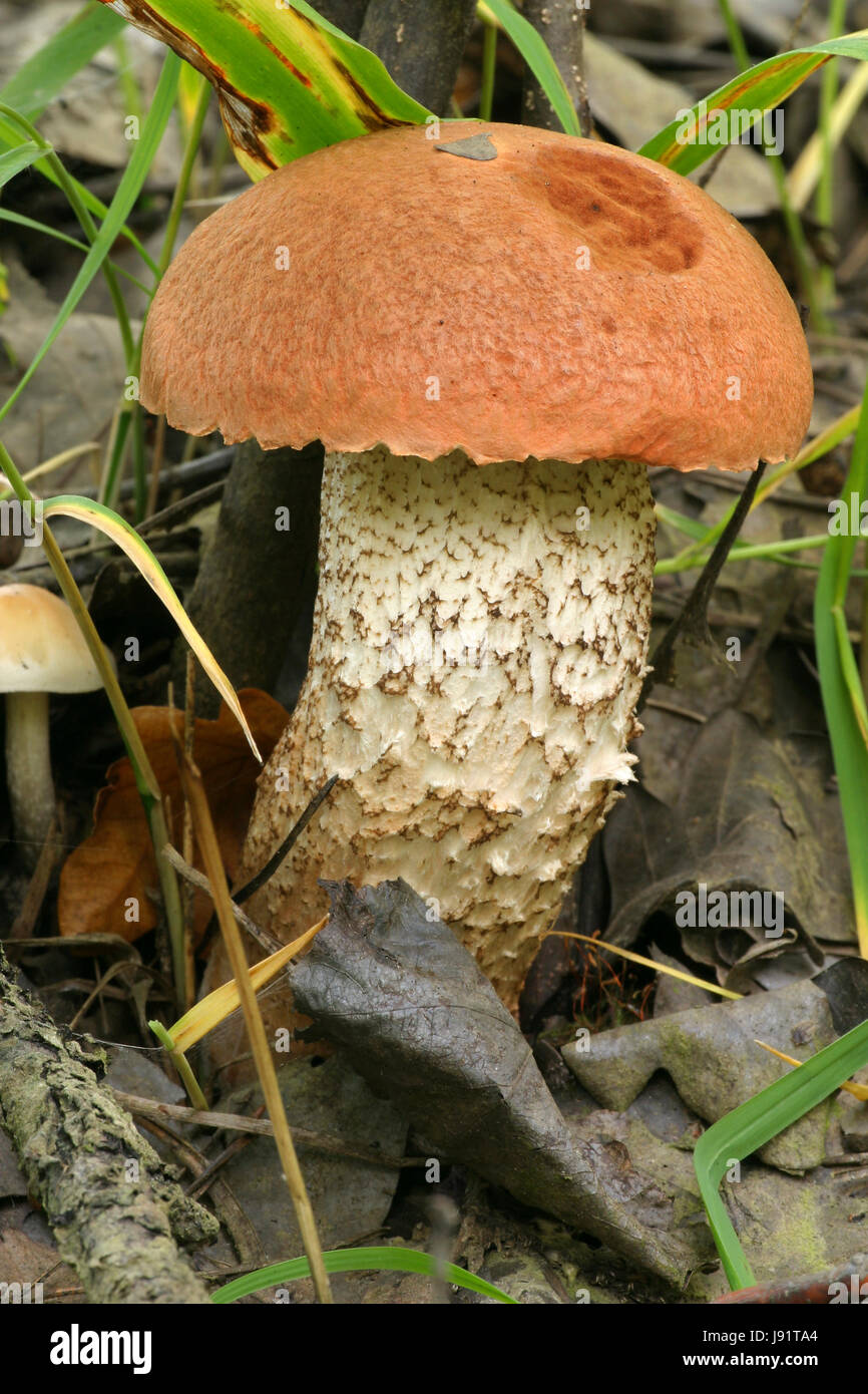mushroom, fungus, toadstool, botany, mushroom, fungus, toadstool, stalk ...