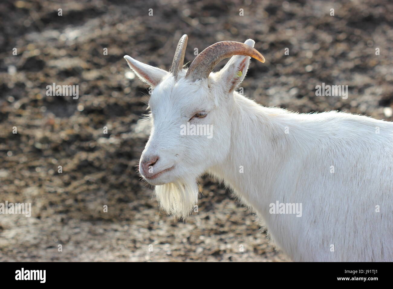 portrait, goat, zoo, blank, european, caucasian, small, tiny, little ...