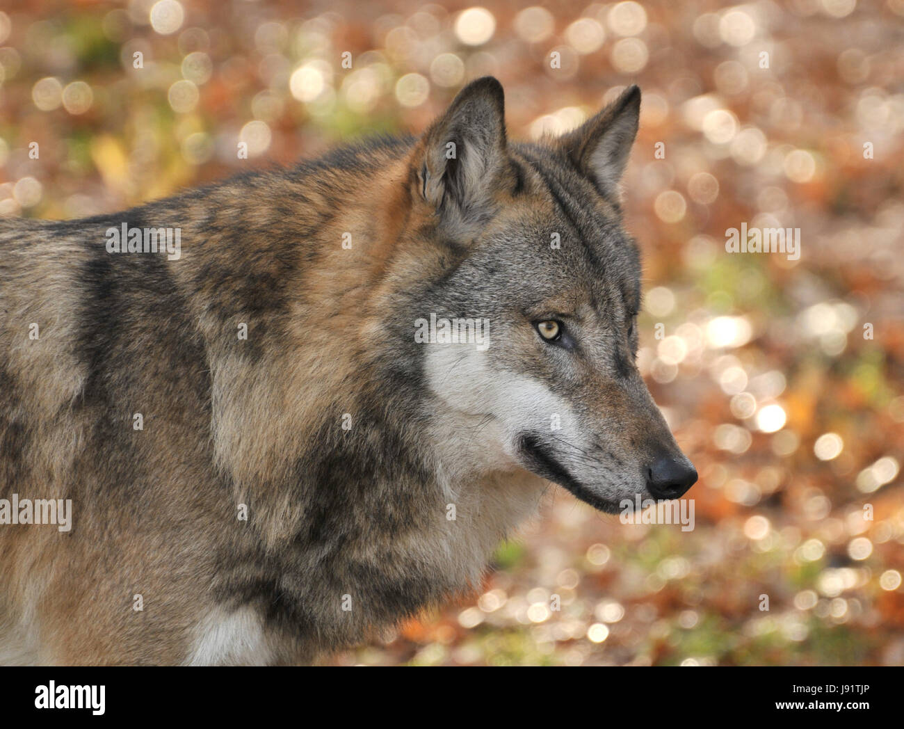 the grey wolf Stock Photo - Alamy