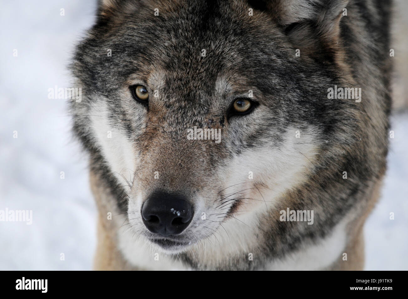 Wolfsaugen hi-res stock photography and images - Alamy