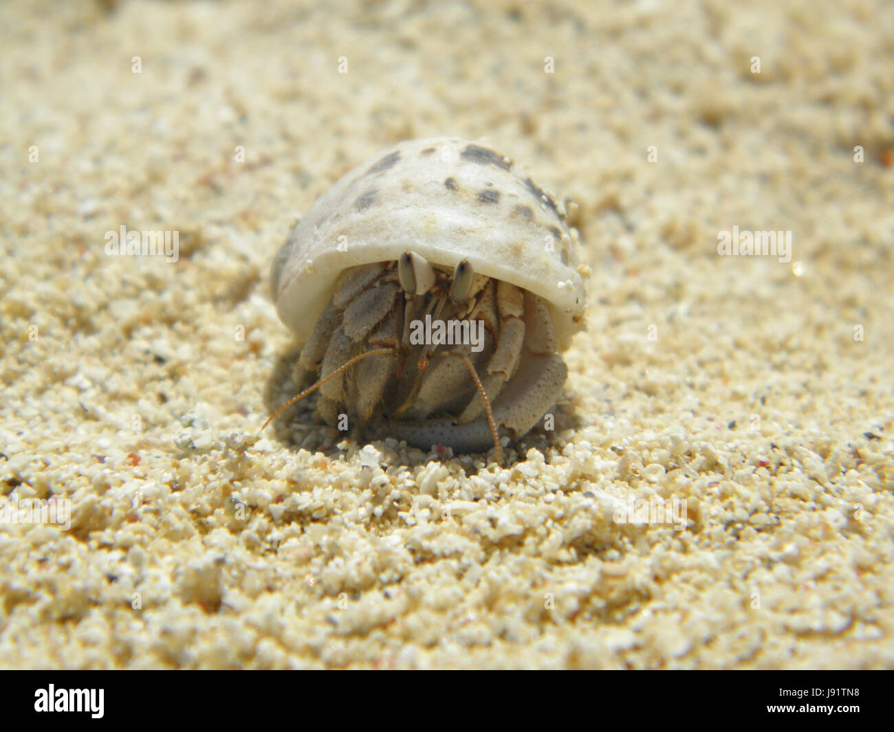 house, building, real estate, security, secure place, home, house ...