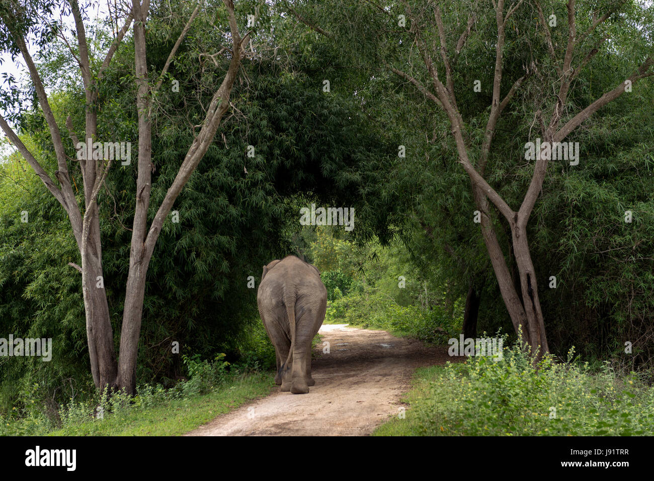 Elephant trees hi-res stock photography and images - Alamy