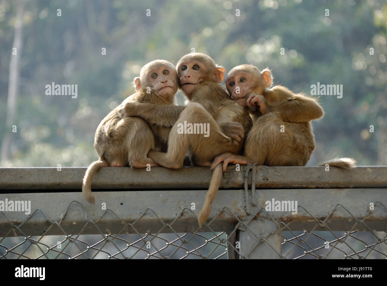 mammals, thailand, apes, primates, brown, brownish, brunette, asia ...