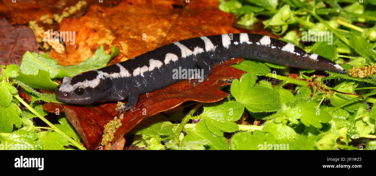 animal, amphibian, salamander, leaf, macro, close-up, macro admission ...