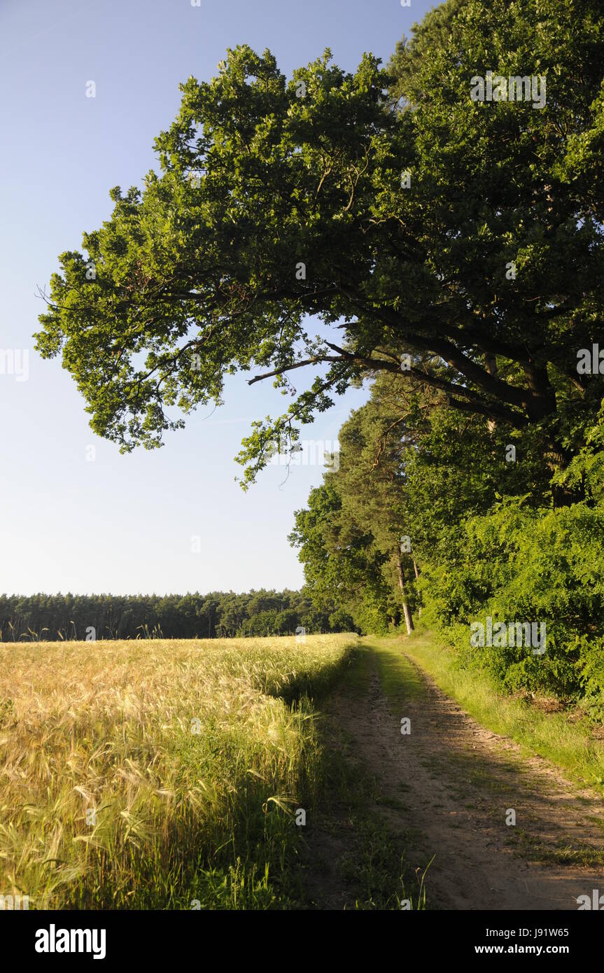 dirt road, fields, grain field, path, way, forest, agriculture, farming ...