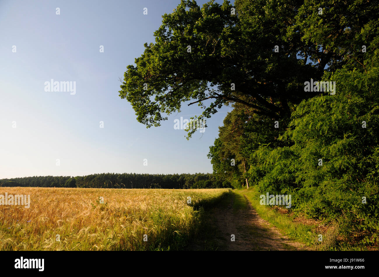 dirt road, fields, grain field, path, way, forest, agriculture, farming ...