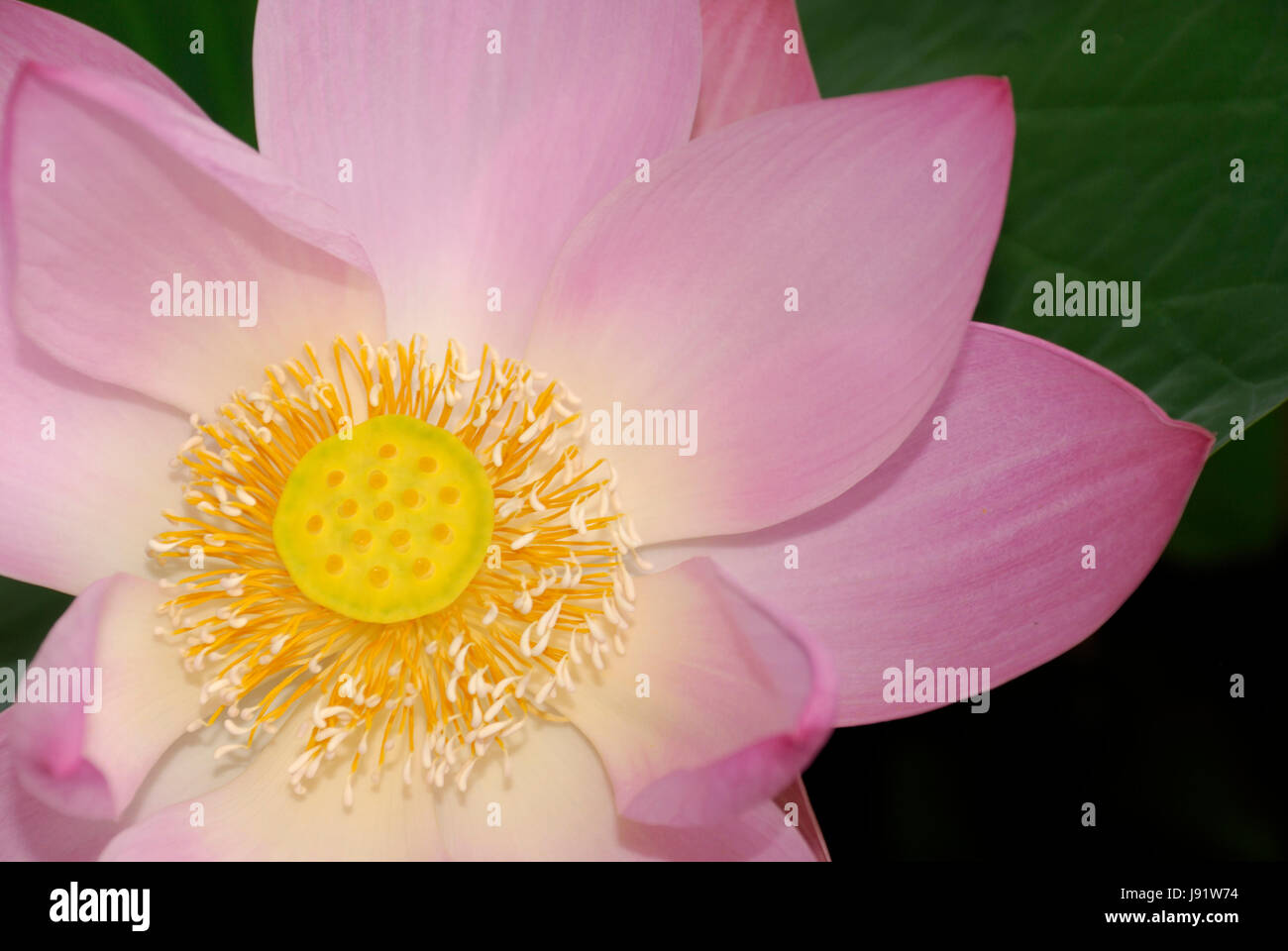 simple lotus flower Stock Photo - Alamy