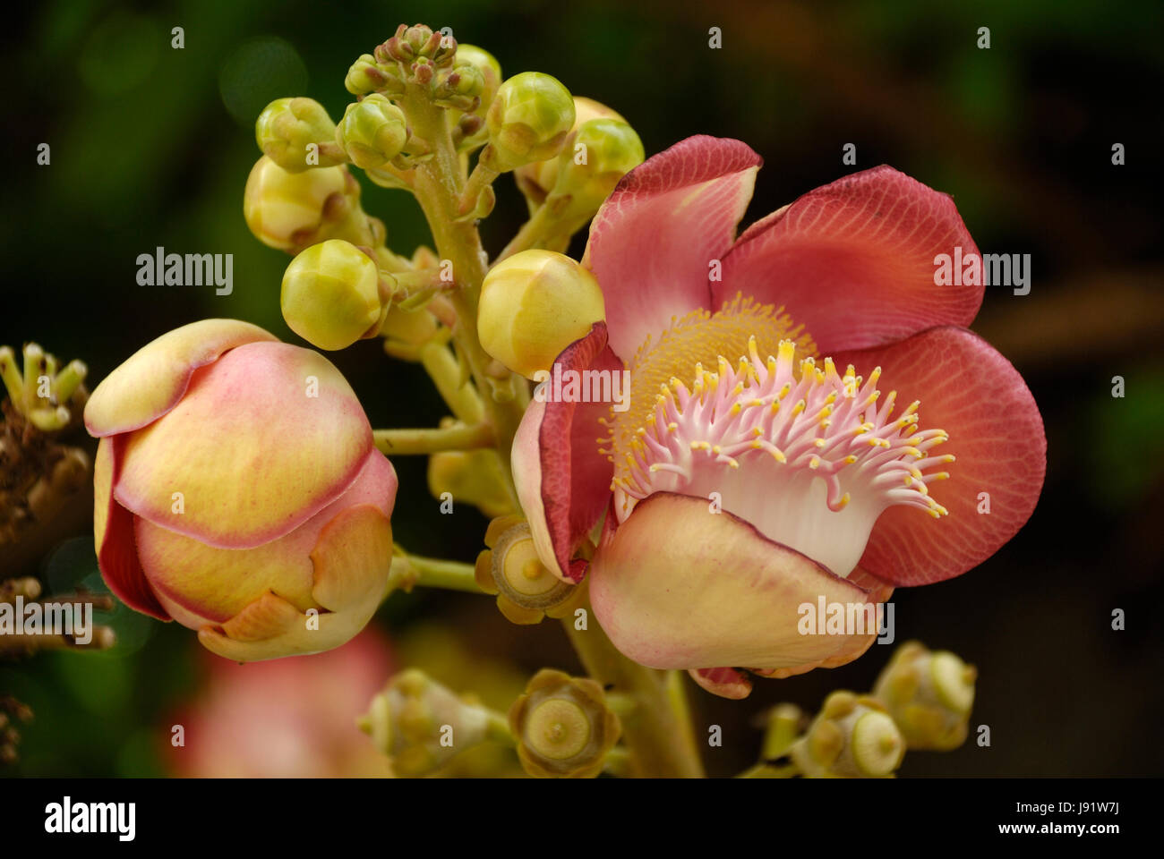 asia, flower, flowers, plant, blossoms, thailand, buds, bangkok, bleed ...