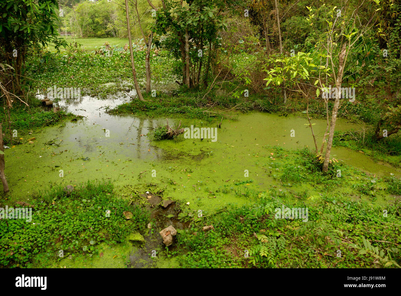 Trees in swamp cambodia hi-res stock photography and images - Alamy