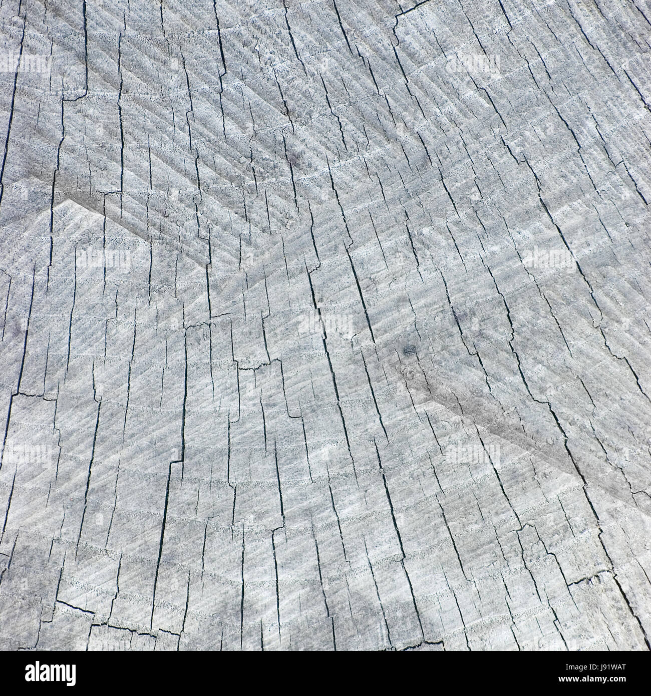 Natural Weathered Grey Tree Stump Cut Texture, Large Detailed ...