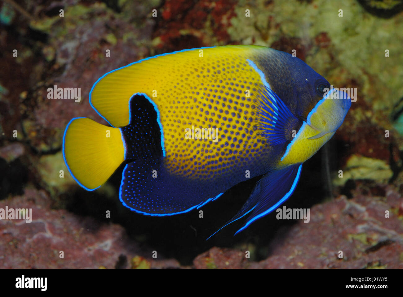 blue, fish, toy fish, yellow, water, swimming, swiming, swim, swims, to ...