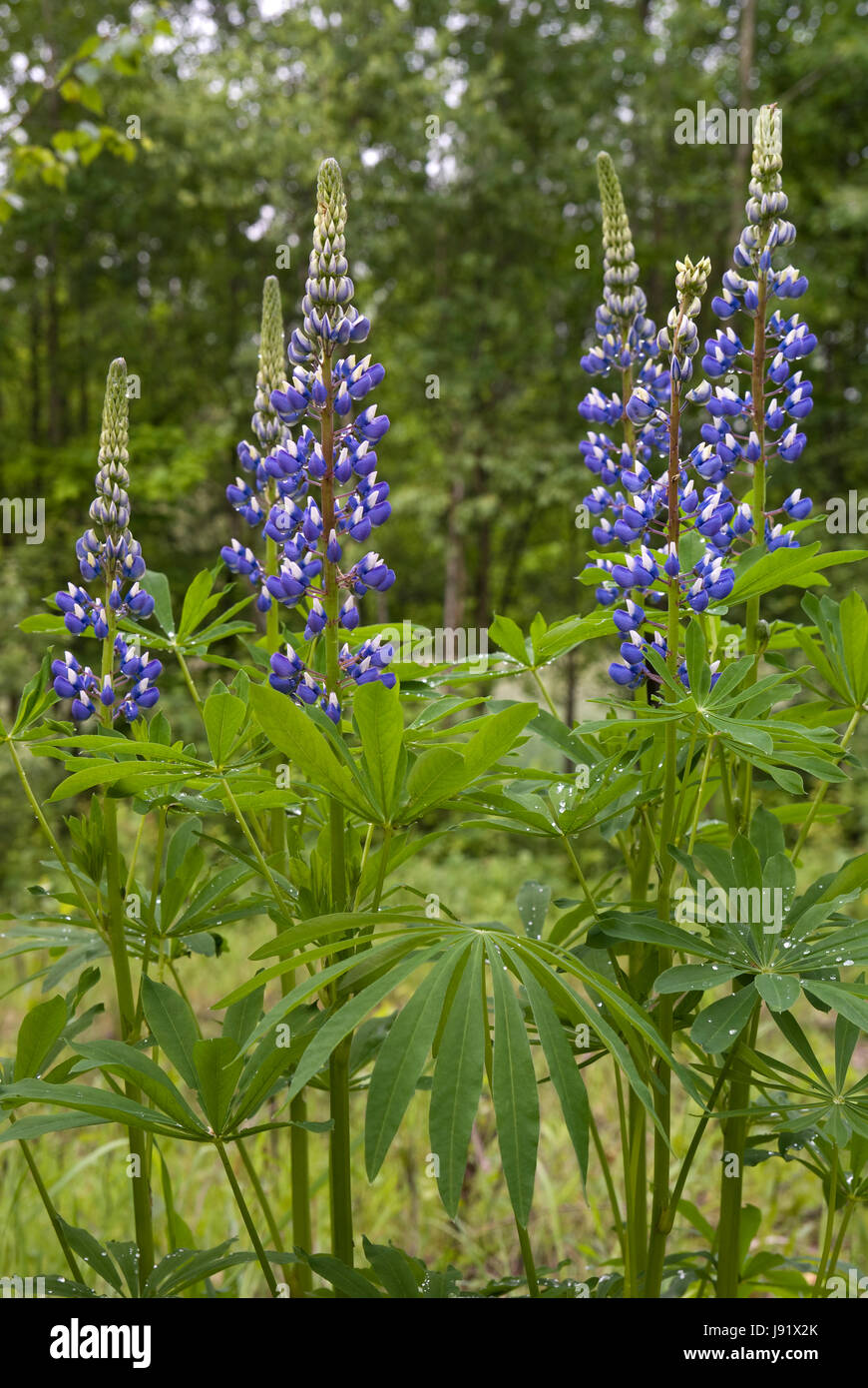 blue, leaf, flower, plant, lupin, stalk, stem, nature, blue, leaf, tree ...