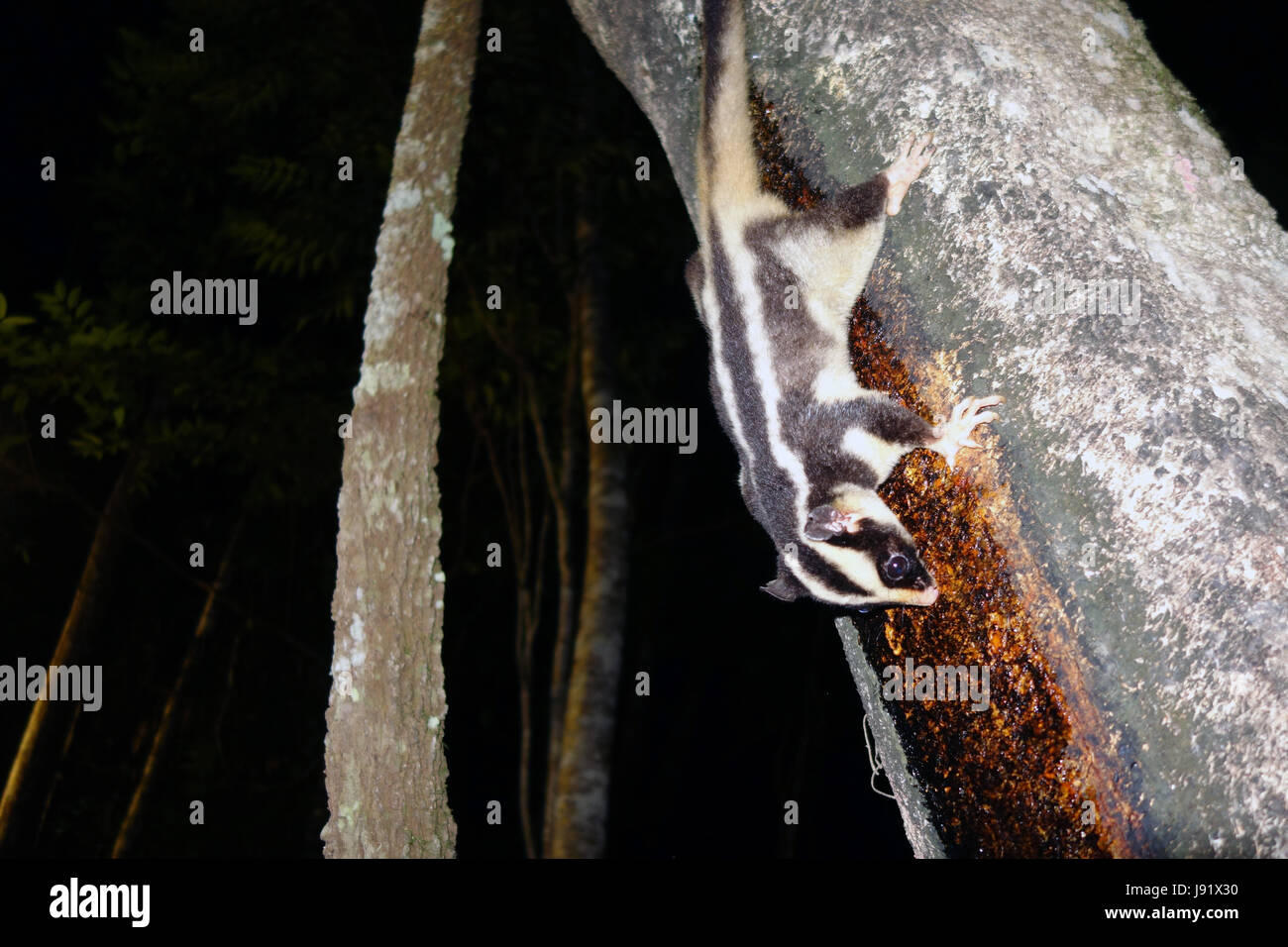 Striped possum (Dactylopsila trivirgata) on honey patch at night, Lake ...