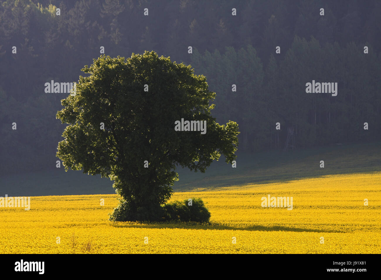 tree, field, spring, May, scenery, countryside, nature, forest, tree ...