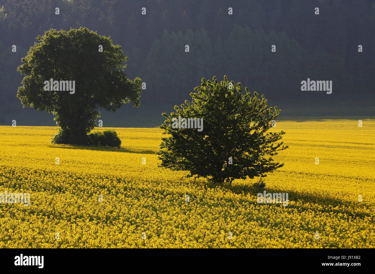tree, field, spring, May, scenery, countryside, nature, forest, tree ...