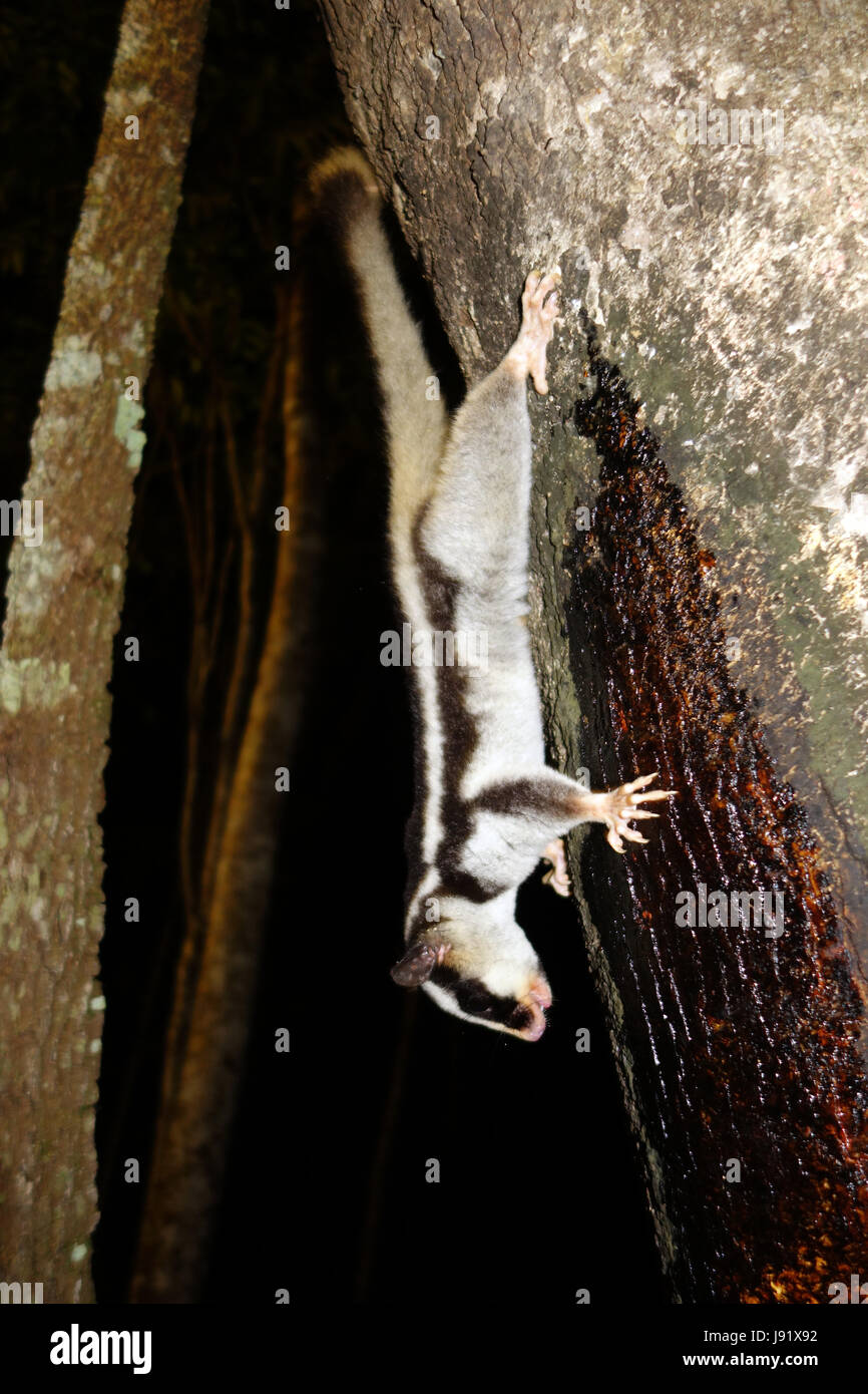 Striped possum (Dactylopsila trivirgata) on honey patch at night, Lake ...