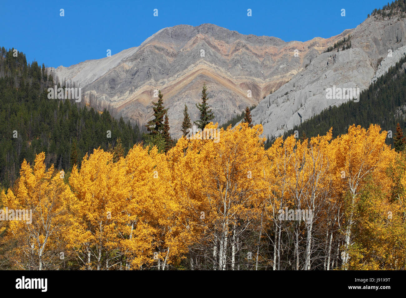 leaf, colour, tree, trees, mountains, leaves, cold, catarrh, canada ...