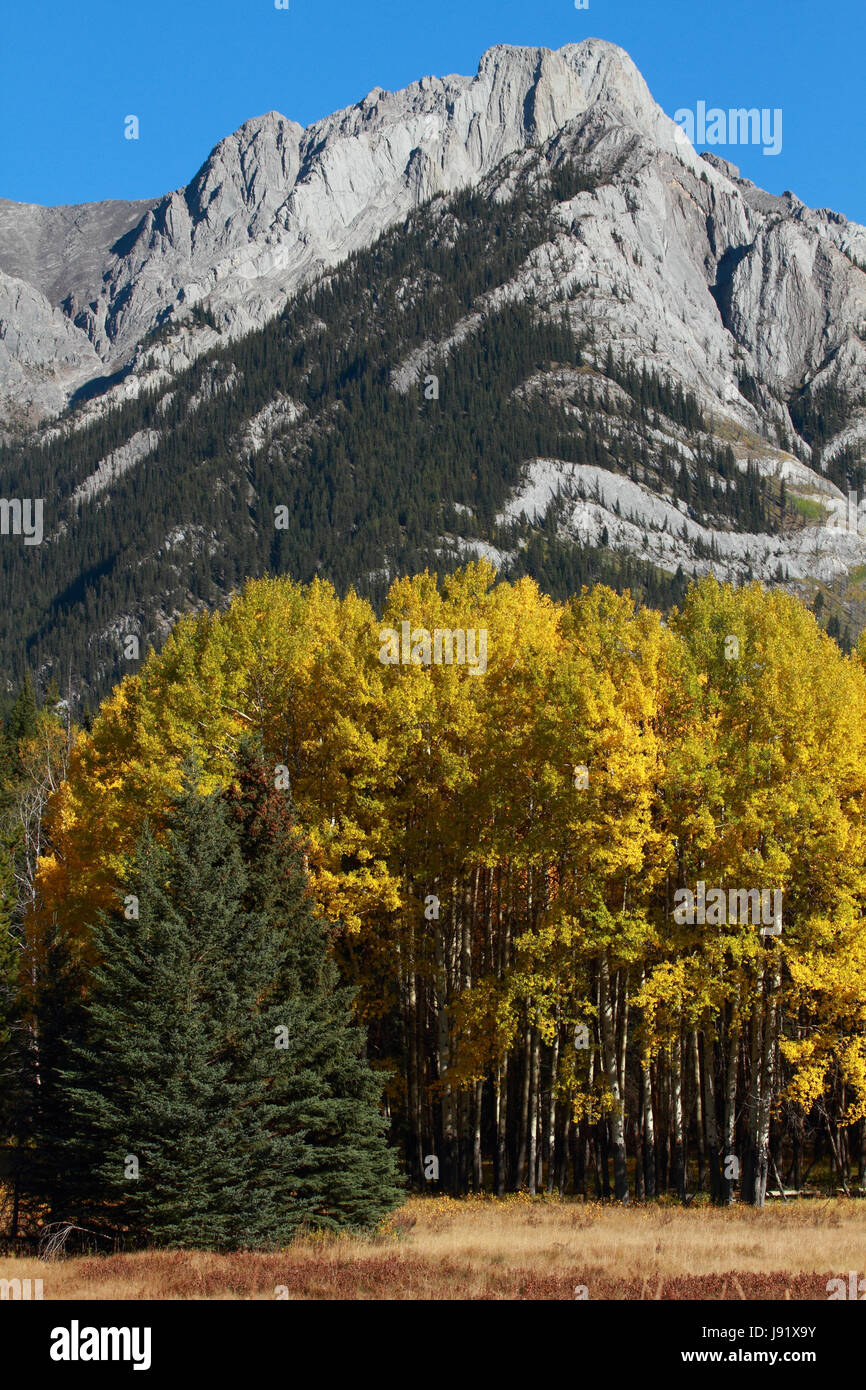 leaf, colour, tree, trees, mountains, leaves, cold, catarrh, canada ...