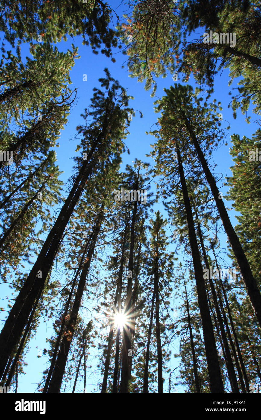 blue, environment, enviroment, tree, trees, green, pine, sunlight ...