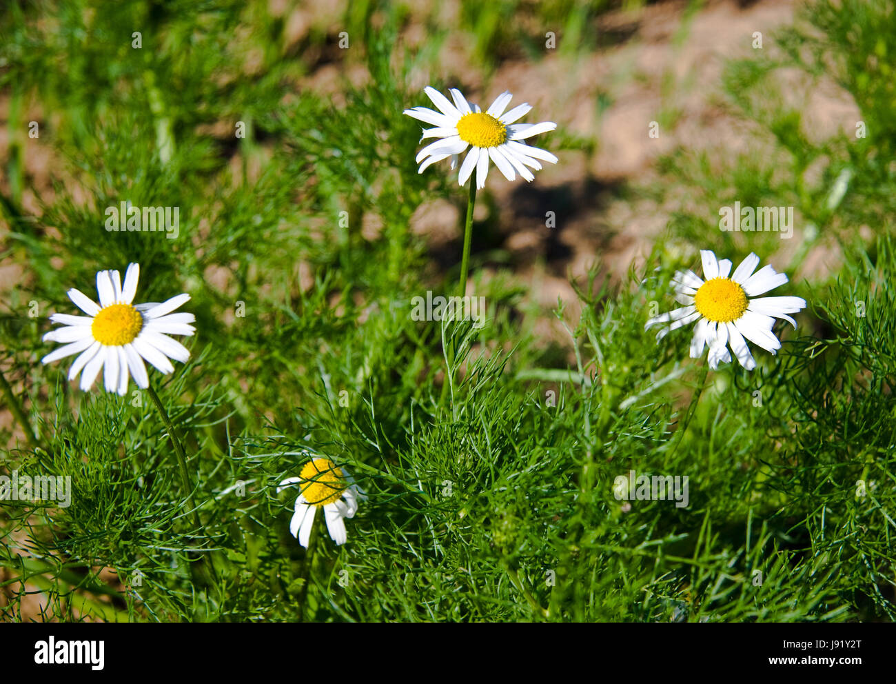 colour, flower, plant, summer, summerly, photo, camera, daisy, camomile ...