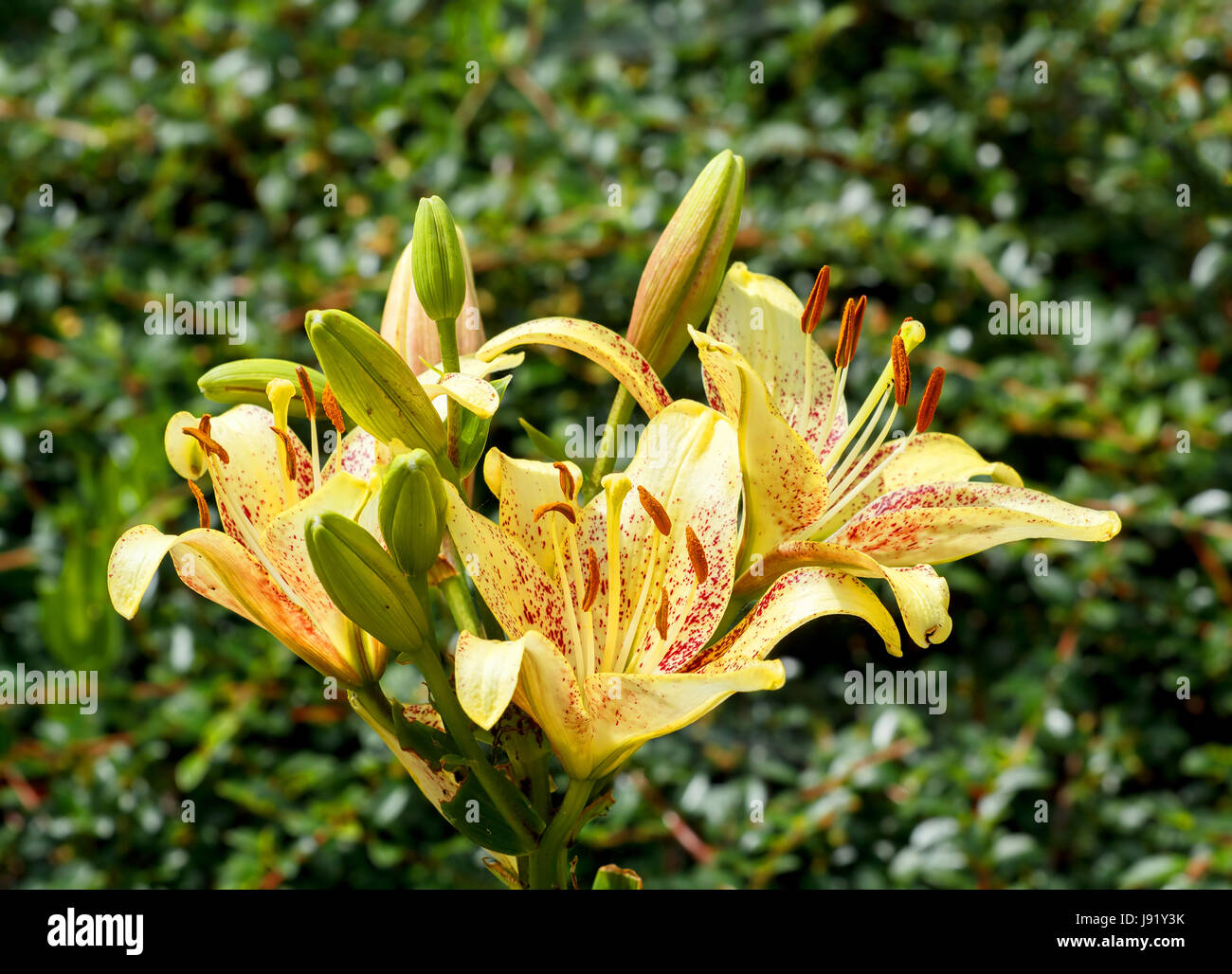 Yellow rush lily hi-res stock photography and images - Alamy