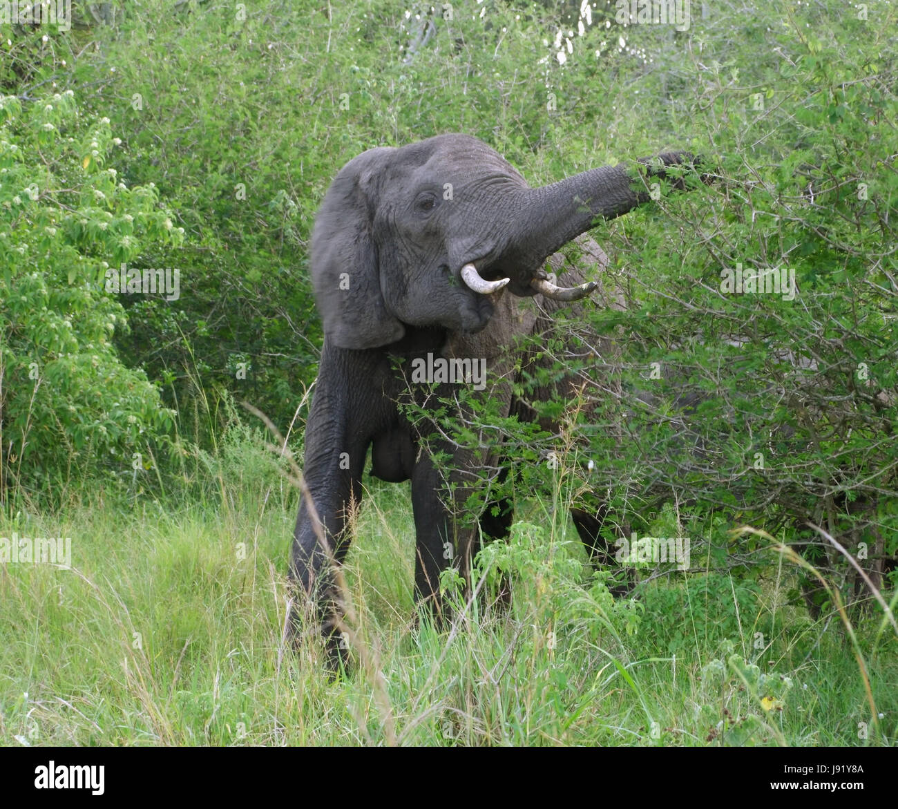 animal, mammal, africa, elephant, safari, african, environment ...