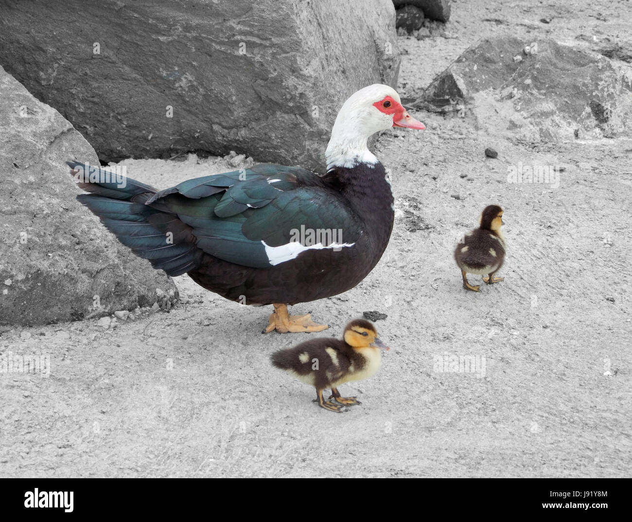 bird, birds, duck, squabs, duckling, stone, animal, bird, agriculture ...