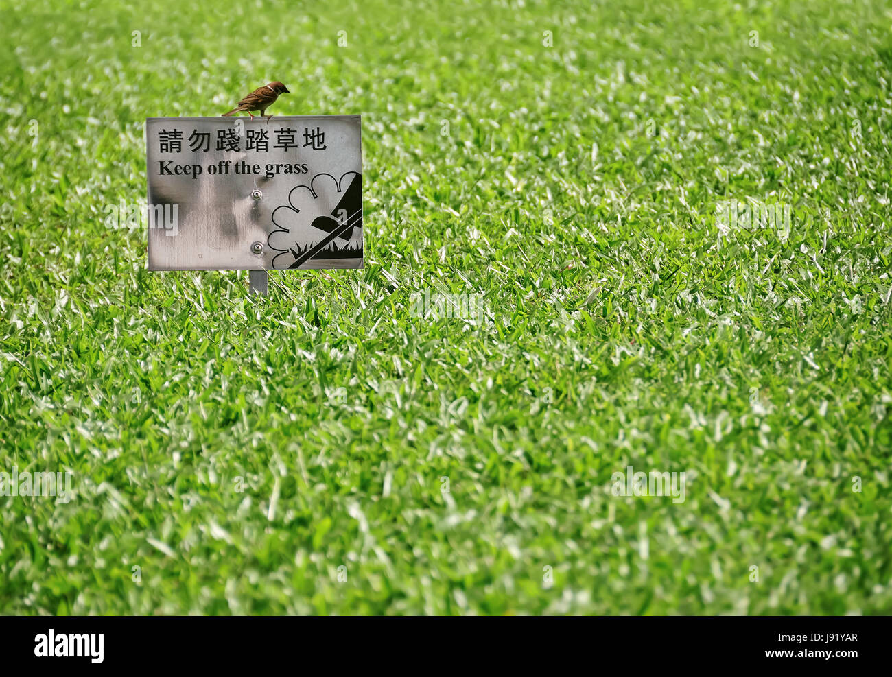 bird, sparrow, sign, meadow, grass, lawn, green, bird, sparrow ...