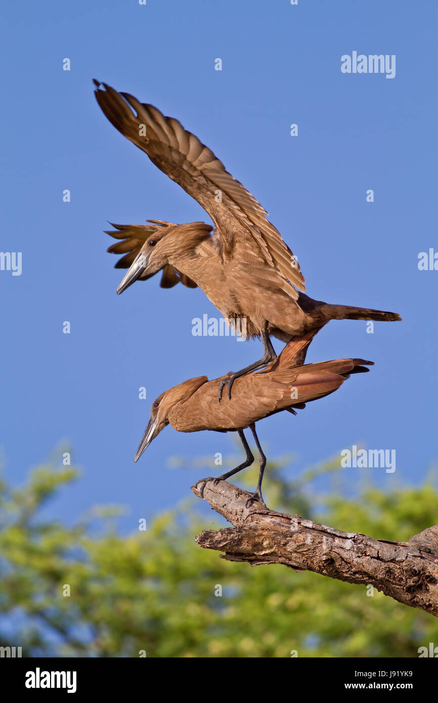 bird, kenya, birds, wing, mating, mate, nature, animal, bird, africa ...