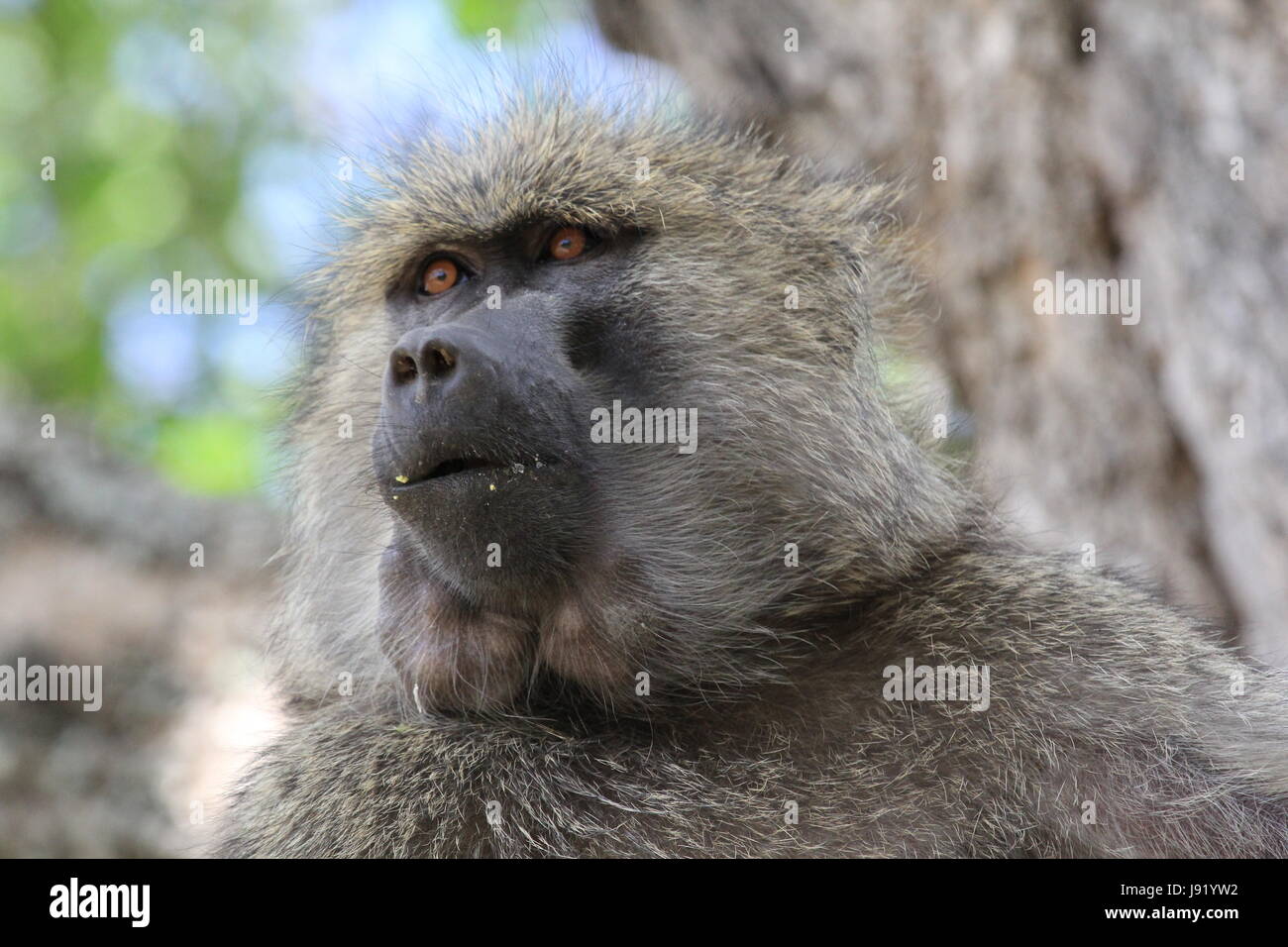 africa, face, eyes, skin, apes, baboons, africa, face, eyes, skin, apes ...
