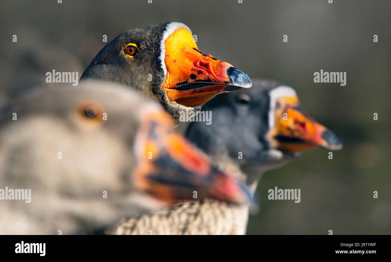 curious, nosey, nosy, eyes, look, glancing, see, view, looking, peeking ...