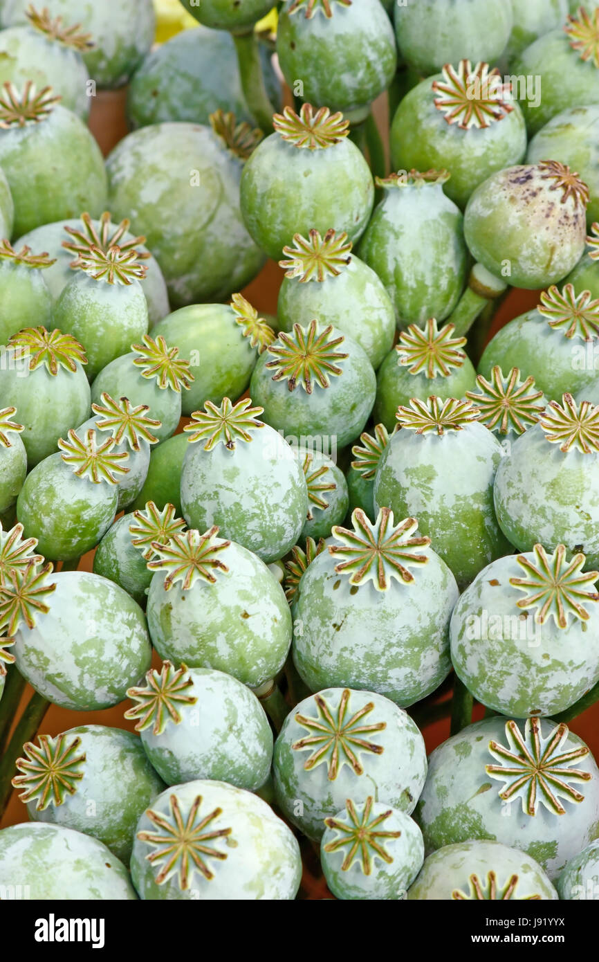 food, aliment, harvest, poppy, cocoon, capsule, plant, food, aliment ...