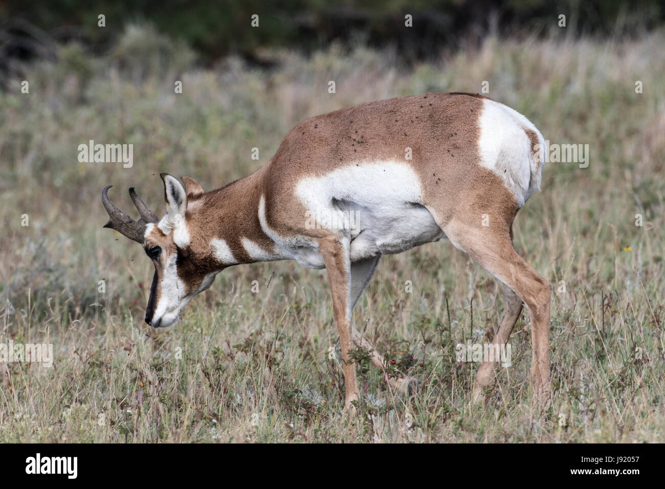 South dakota pronghorn hi-res stock photography and images - Alamy