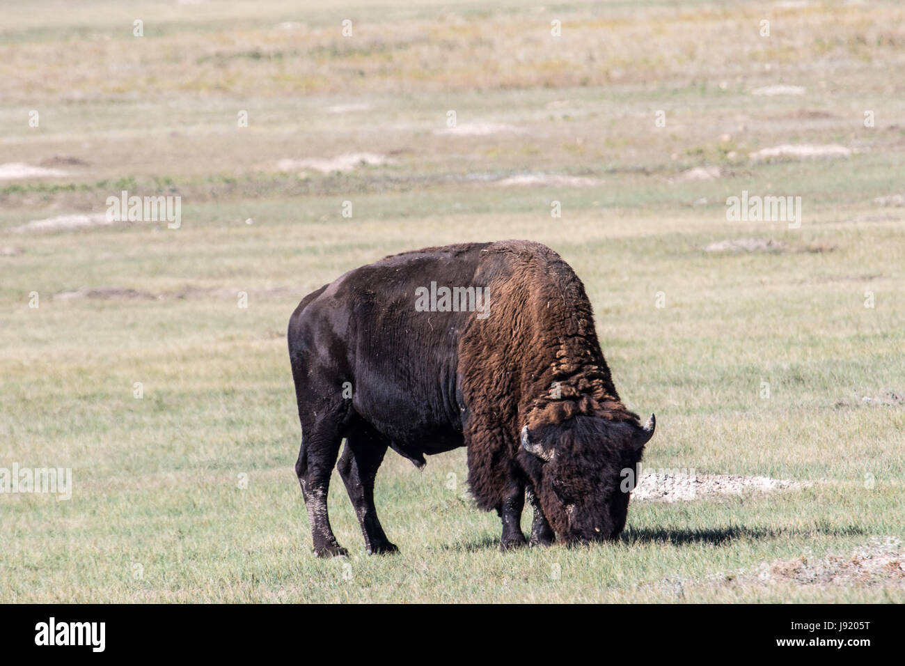 Bison eating grass in South Dakota Stock Photo - Alamy