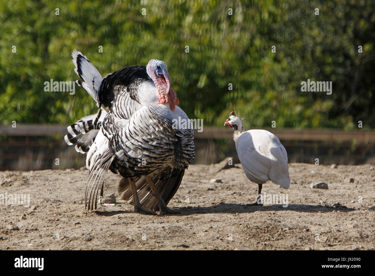 turkey balzt a guinea fowl Stock Photo - Alamy