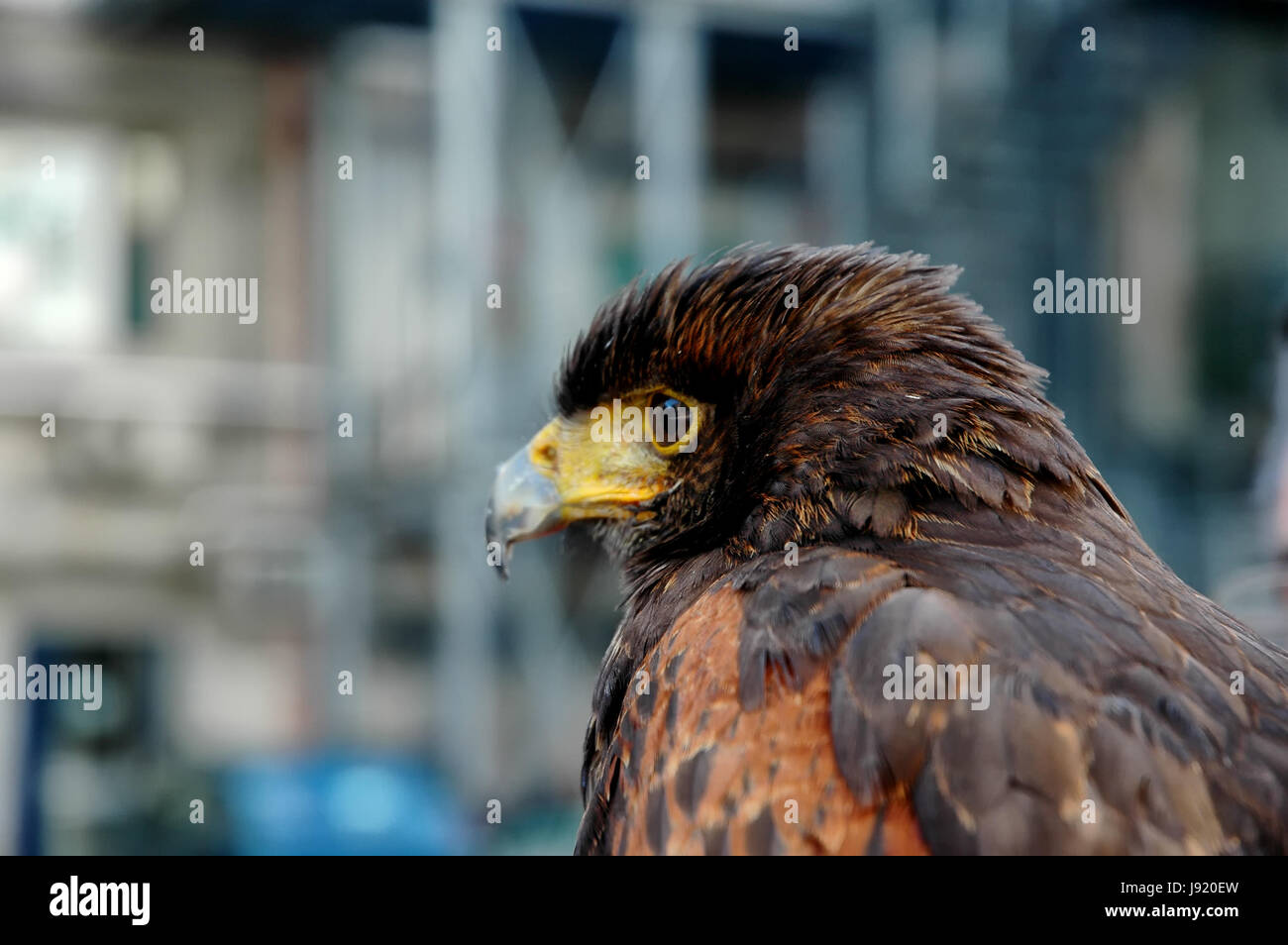 Falcon head black white hi-res stock photography and images - Alamy