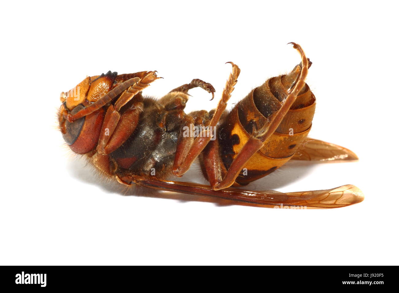 isolated, insect, wasp, hornet, died, toxic, poisonous, nature, bee ...