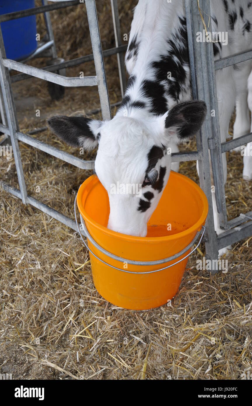 stable, farm, young animal, calf, cowshed, stall, agrarian, animal ...