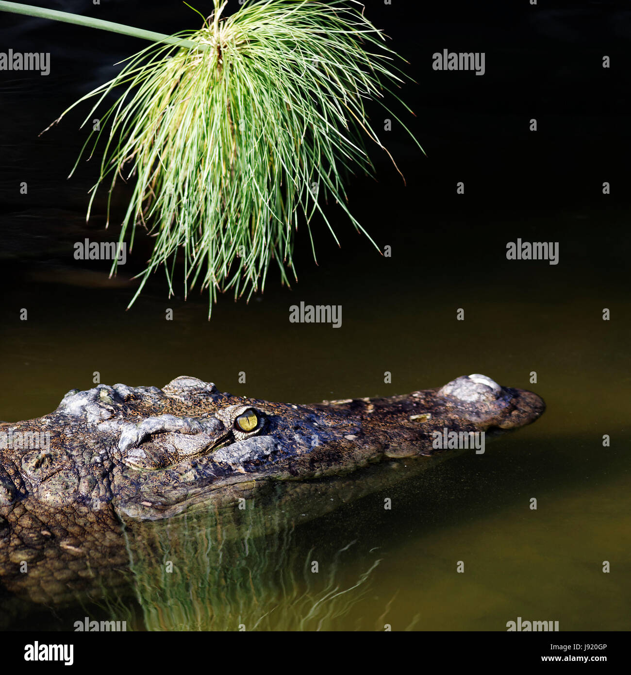 animal, reptile, amphibian, wild, crocodile, alligator, dangerous ...