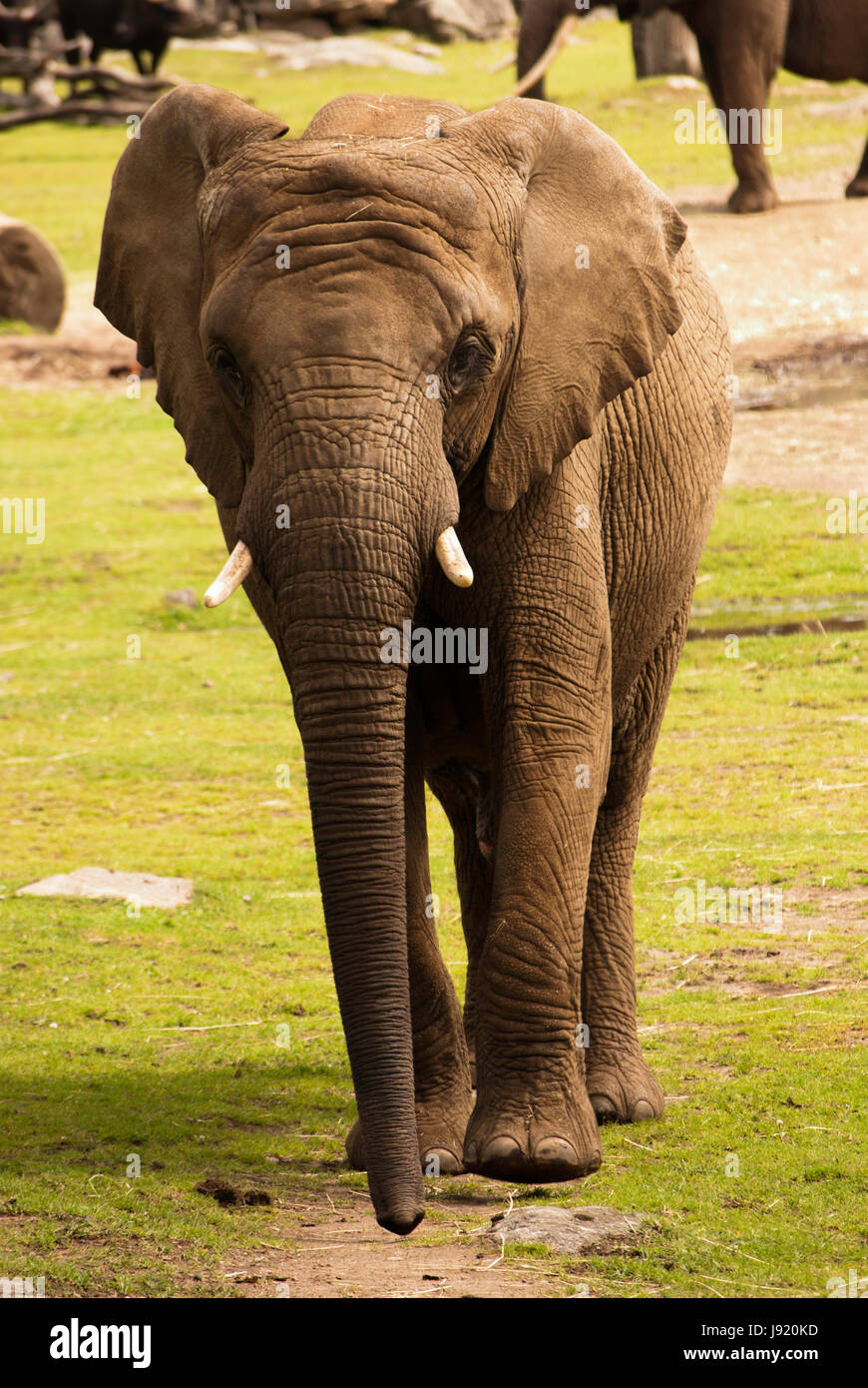 park, animal, mammal, fauna, elephant, ivory, animals, zoo, creature ...