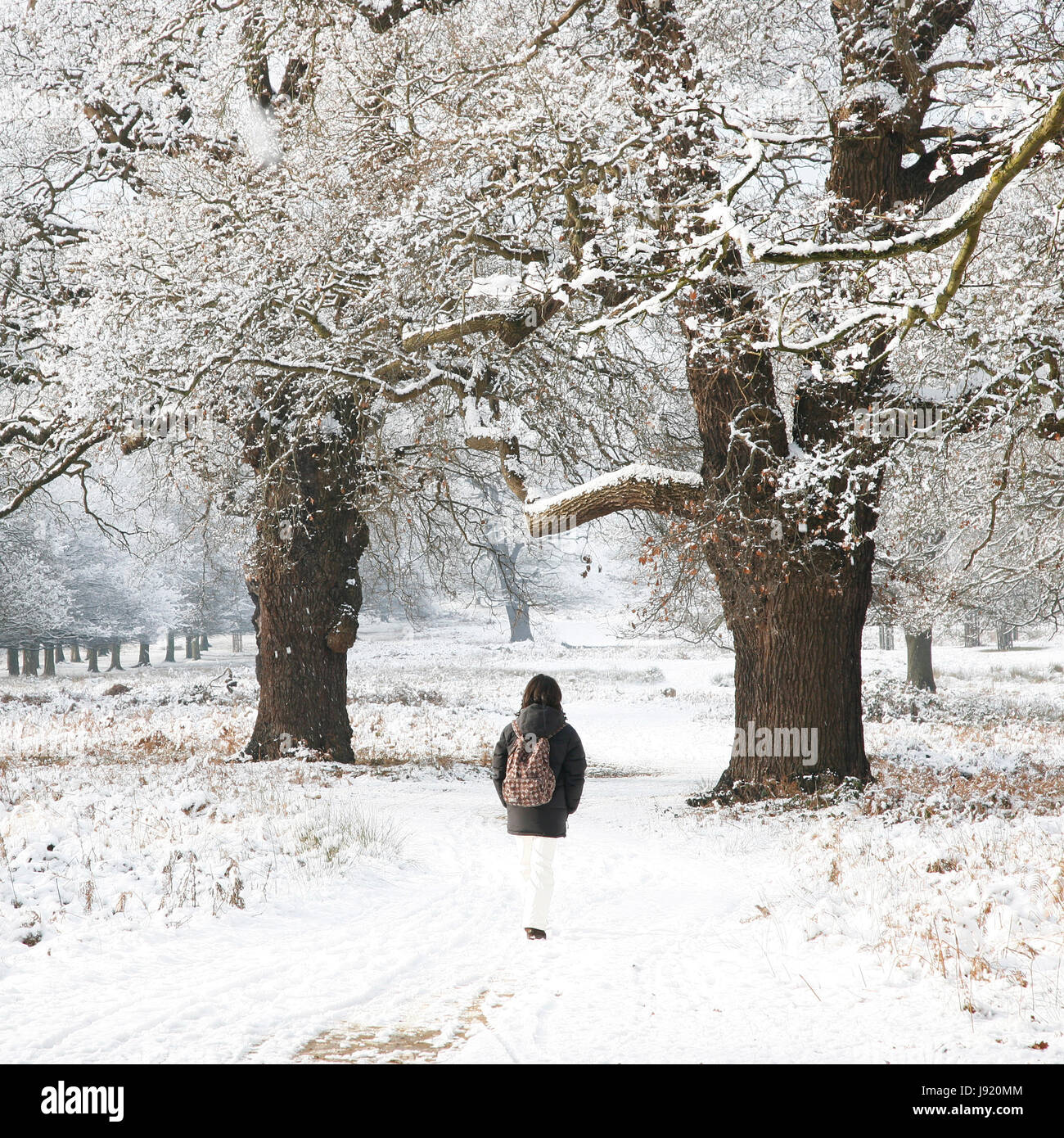 park, winter, snow, coke, cocaine, material, drug, anaesthetic ...