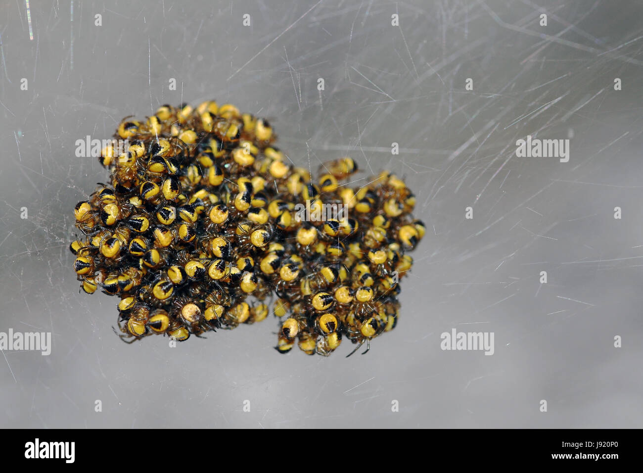 Community spider nest hi-res stock photography and images - Alamy