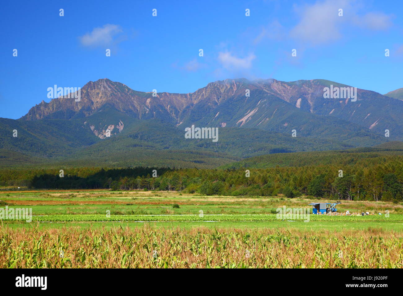 agriculture, farming, field, vegetable, farm, farmer, japan, mountain ...