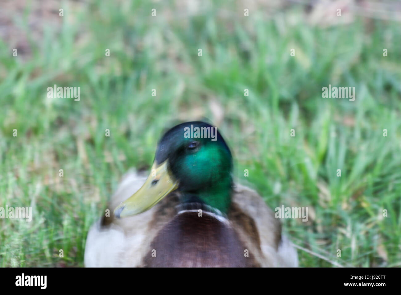 Mullard duck hi-res stock photography and images - Alamy