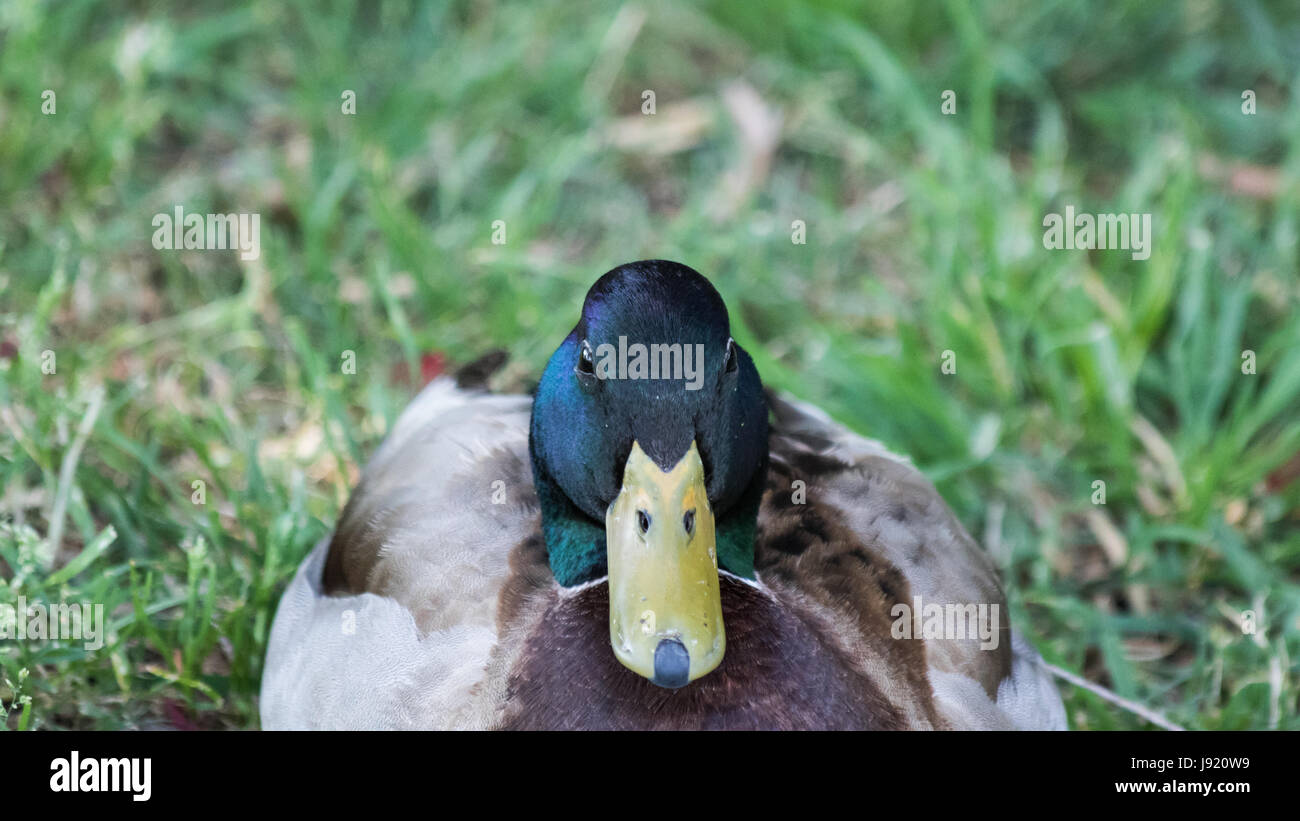 Mullard duck hi-res stock photography and images - Alamy